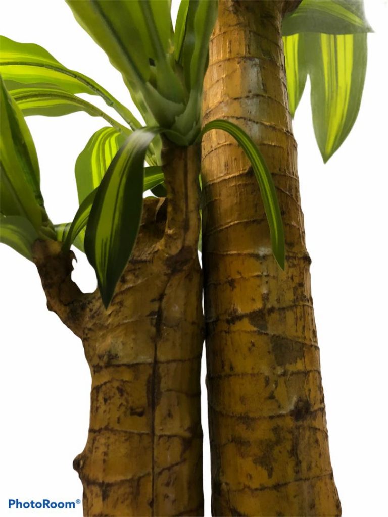 POKOK VIRAL/DRACAENA FRAGRANS TREE – Era nona