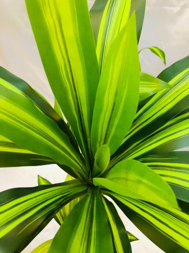 POKOK VIRAL/DRACAENA FRAGRANS TREE – Era nona