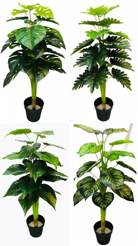 POKOK KELADI VIRAL 100CM/24PCS DAUN – Era nona