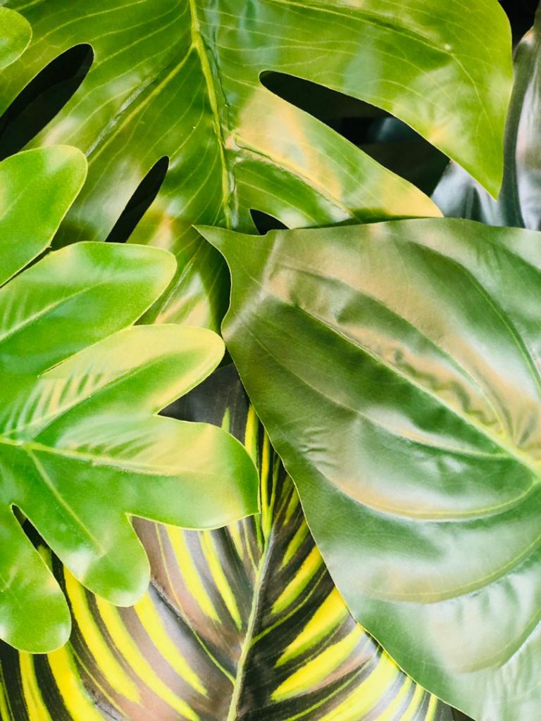 POKOK KELADI VIRAL 100CM/24PCS DAUN – Era nona